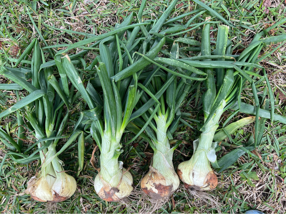 Strawberry Onions – Birdy's Herbs & Garden LLC