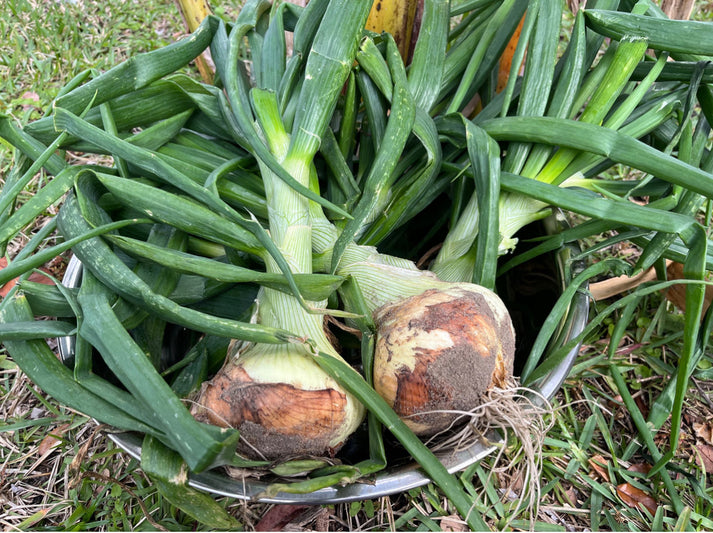 Strawberry Onions – Birdy's Herbs & Garden LLC