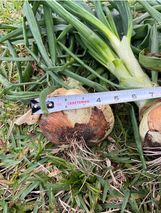 Strawberry Onions – Birdy's Herbs & Garden LLC