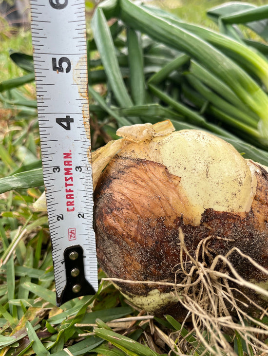 Strawberry Onions – Birdy's Herbs & Garden LLC