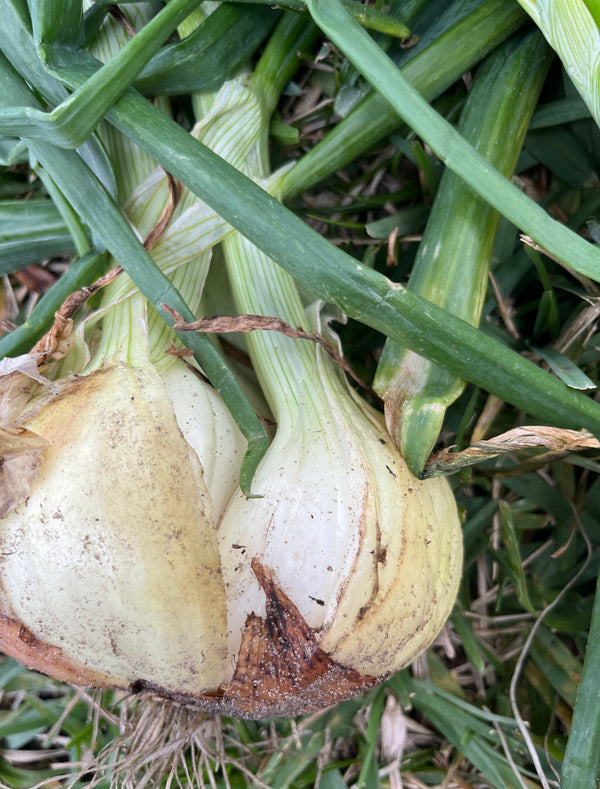 Strawberry Onions – Birdy's Herbs & Garden LLC